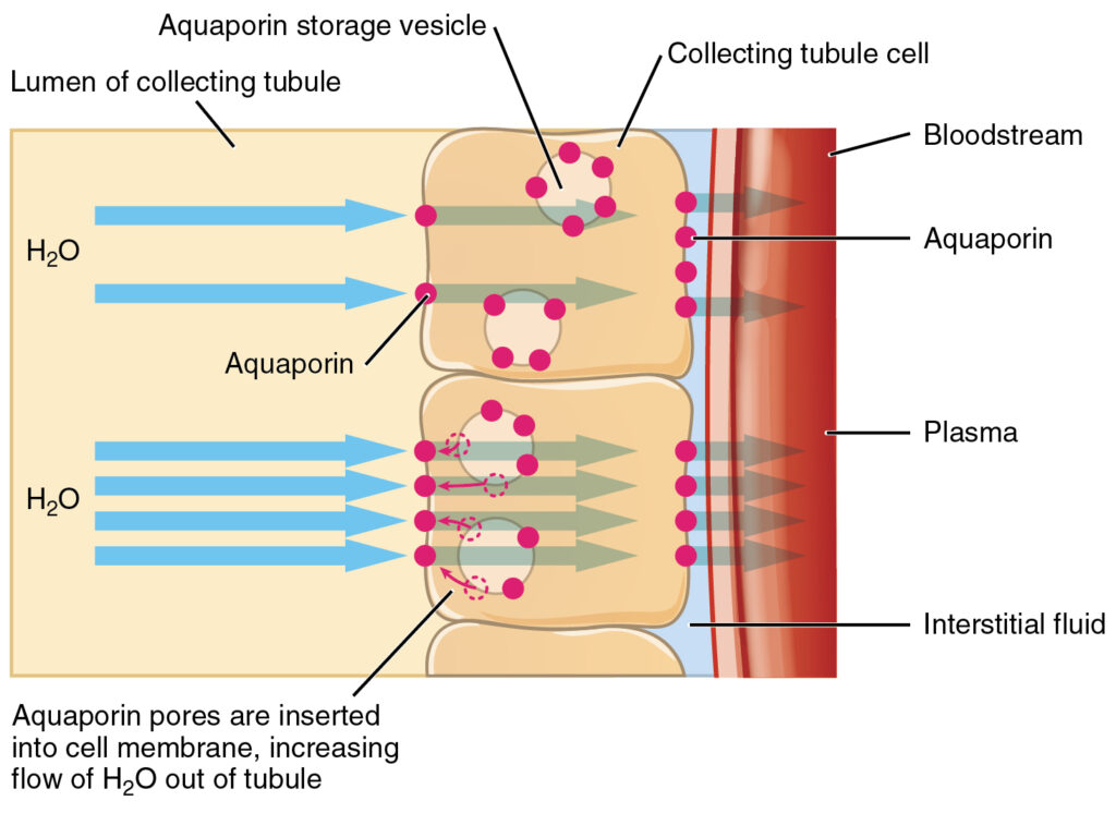 Osmoregulation - QCE Biology Revision